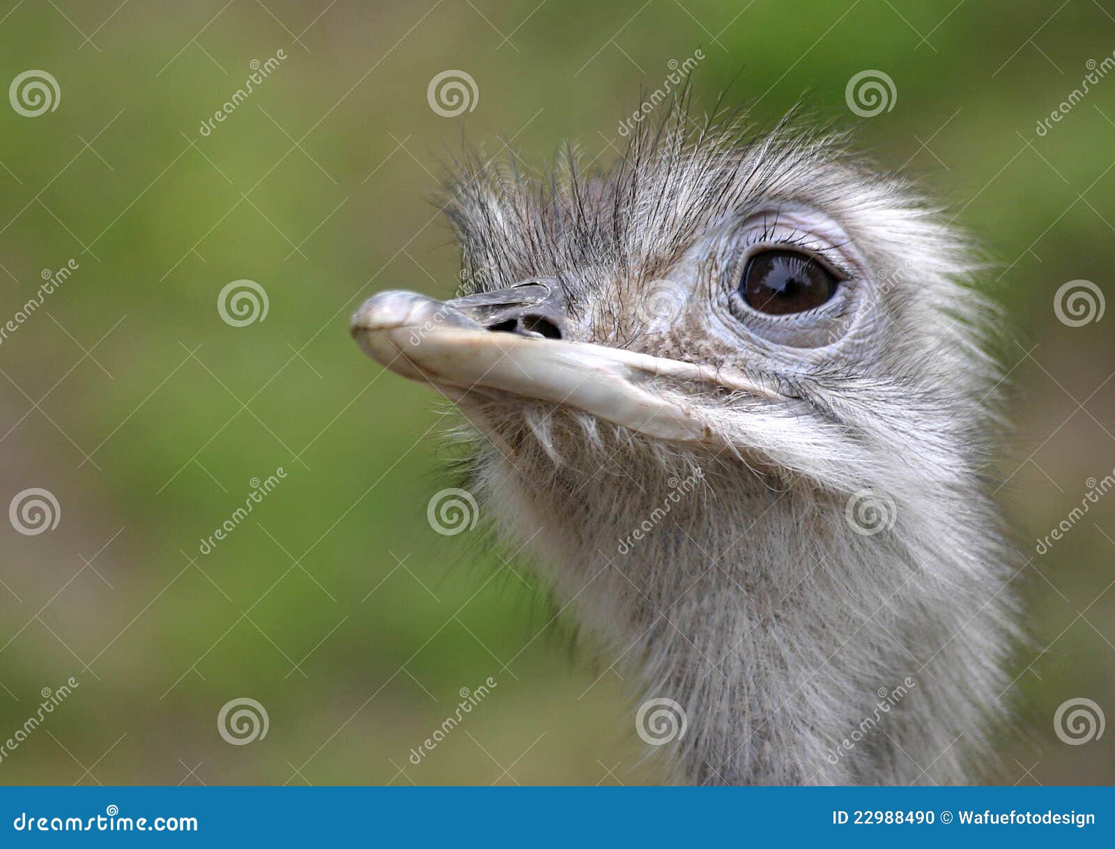 Nandoe stock foto. Image of portret, nave, struisvogel - 22988490