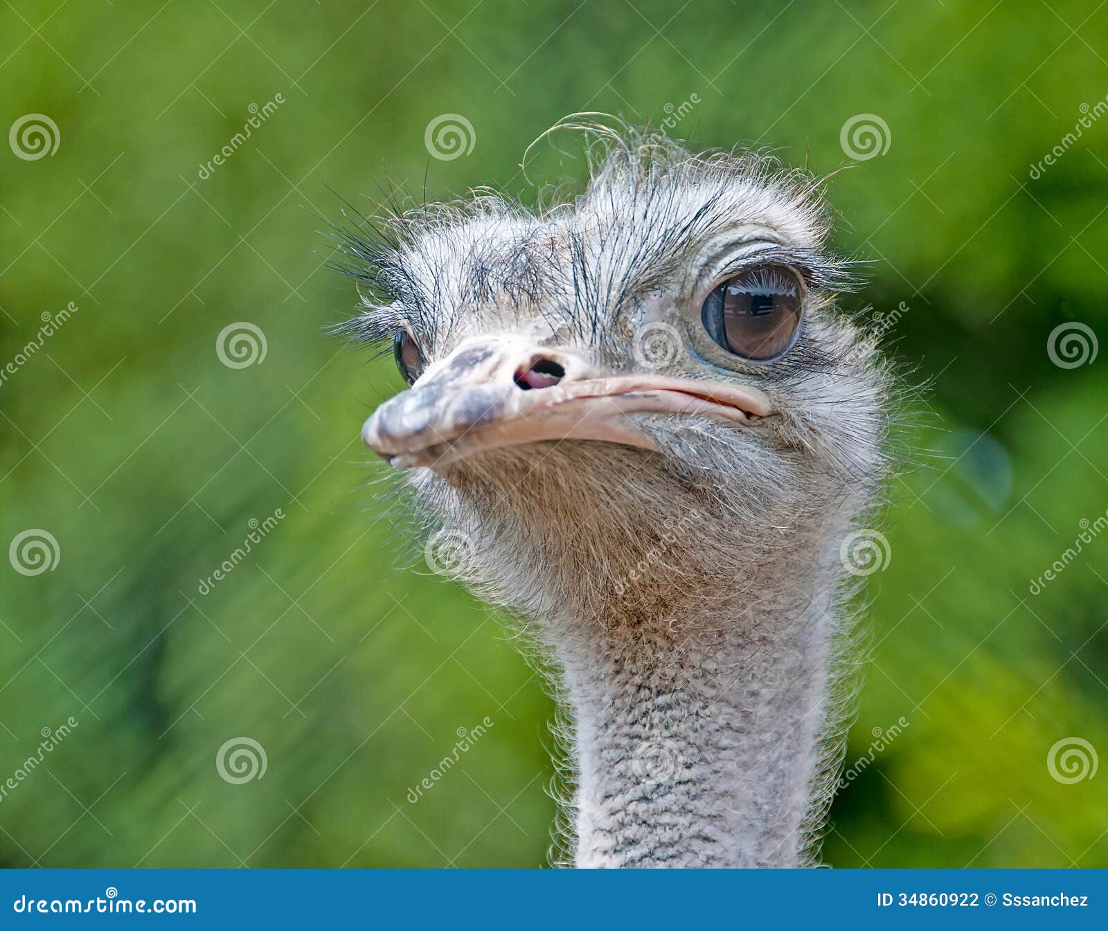 Nandu stock photo. Image of bird, funny, nature, birds - 34860922