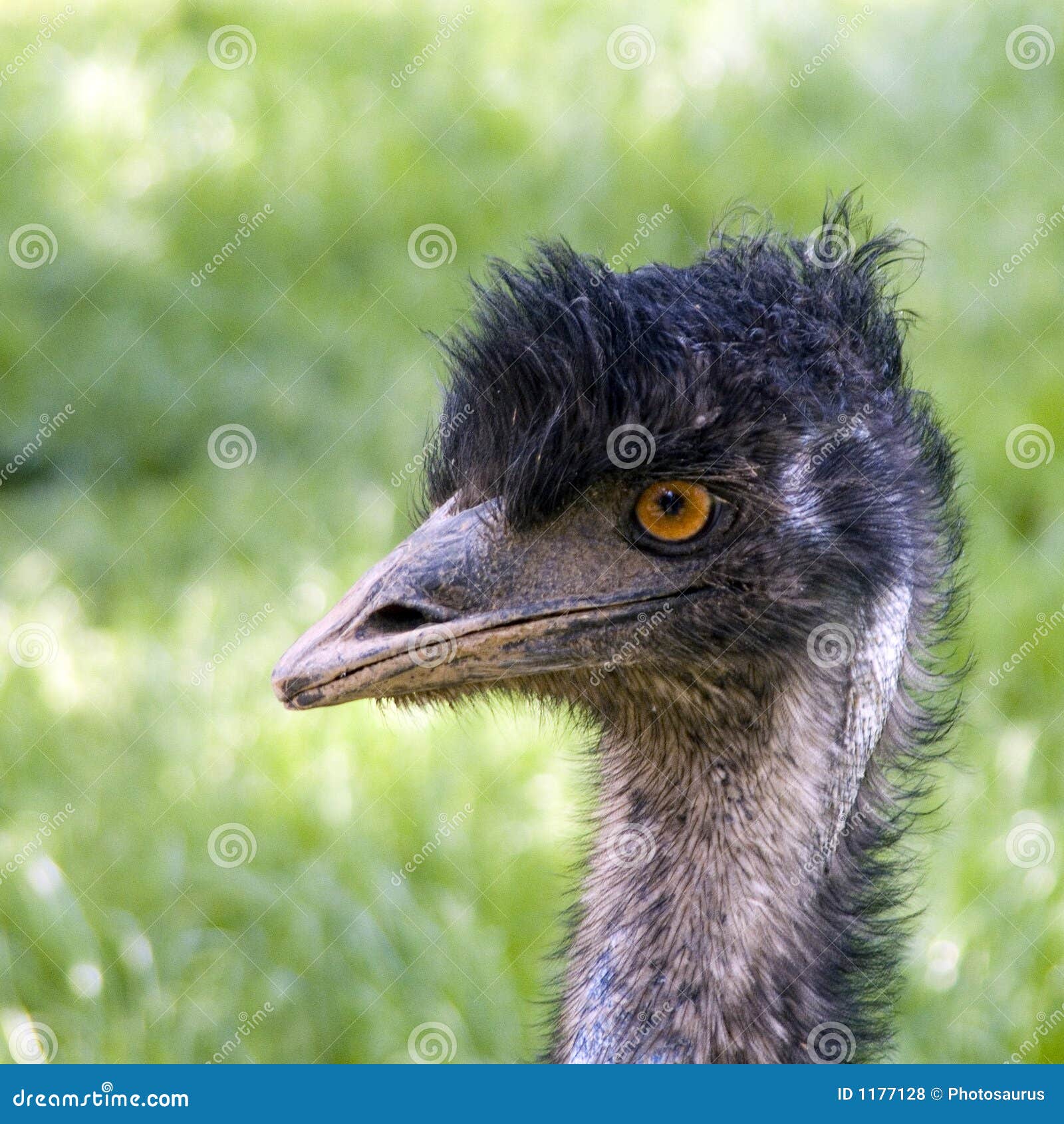 Nandu - nandu stock photo. Image of feathers, pajaros - 1177128