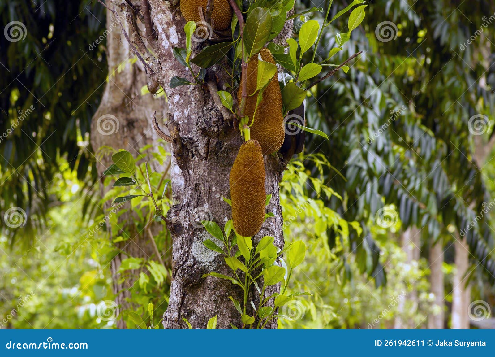 Nangka, Jack Fruit (Artocarpus Heterophyllus) on the Tree, in Shallow ...