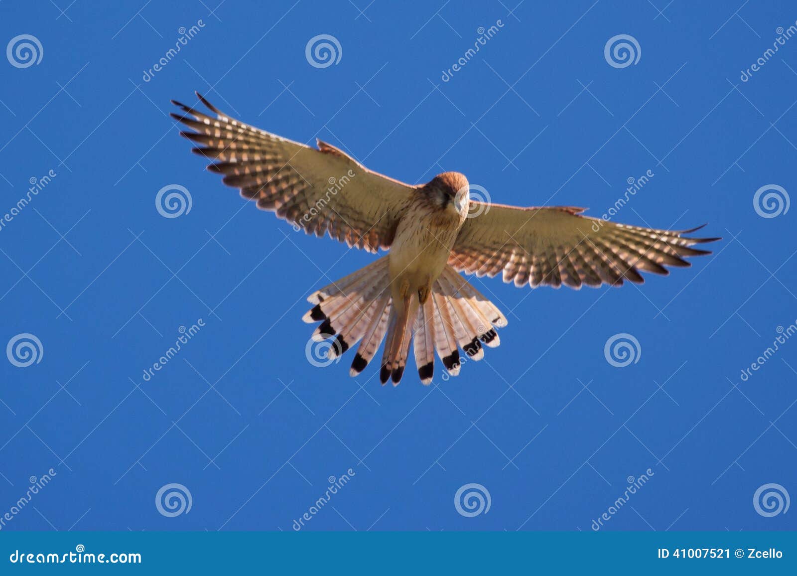 Nankeen Kestrel in the sky stock image. Image of sydney - 41007521