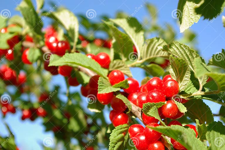 Nanking Cherry stock photo. Image of branch, culture, cherry - 9966358