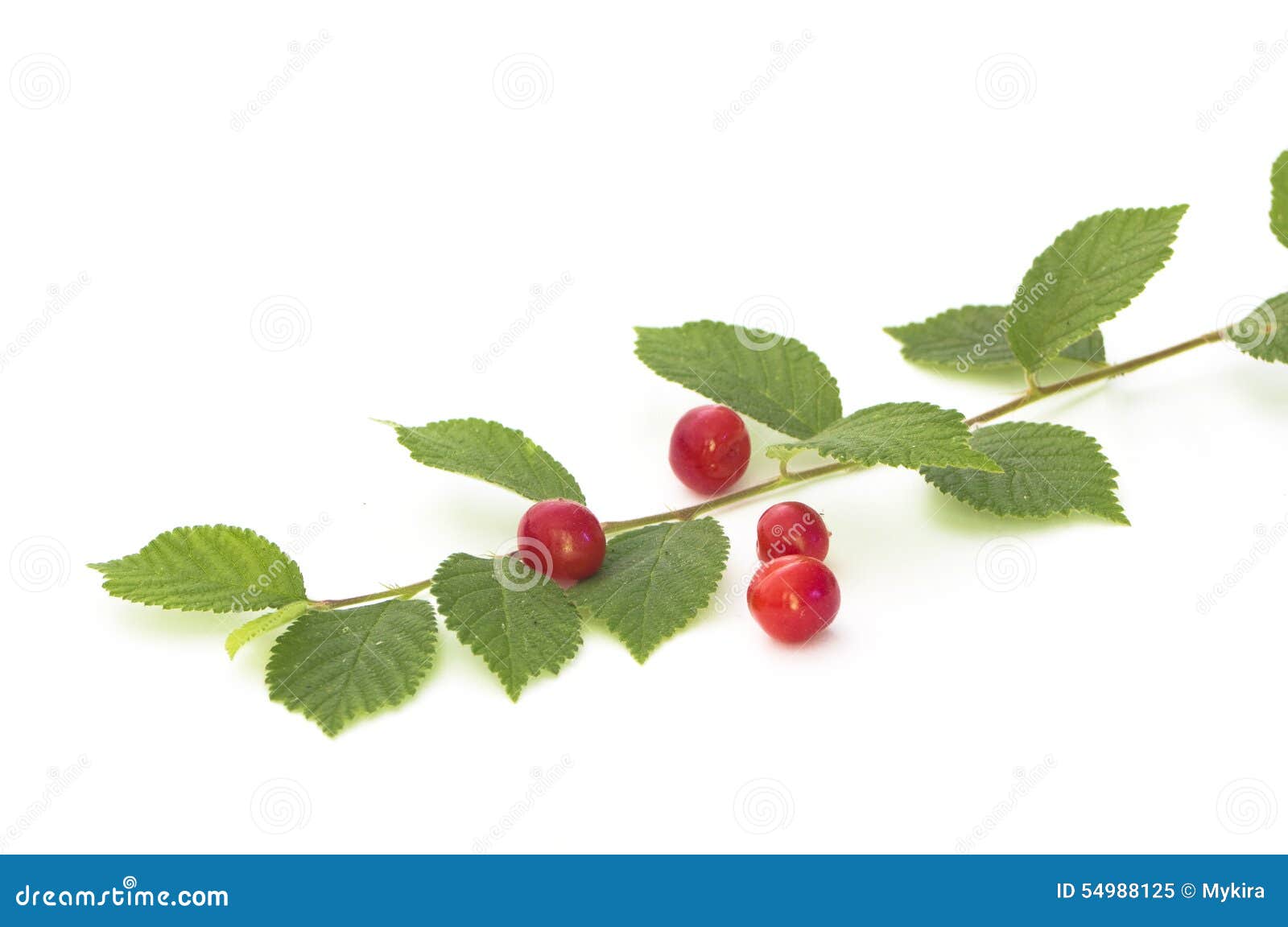 Nanking Cherry Prunus Tomentosa, Korean Cherry, Manchu Cherry, Downy ...