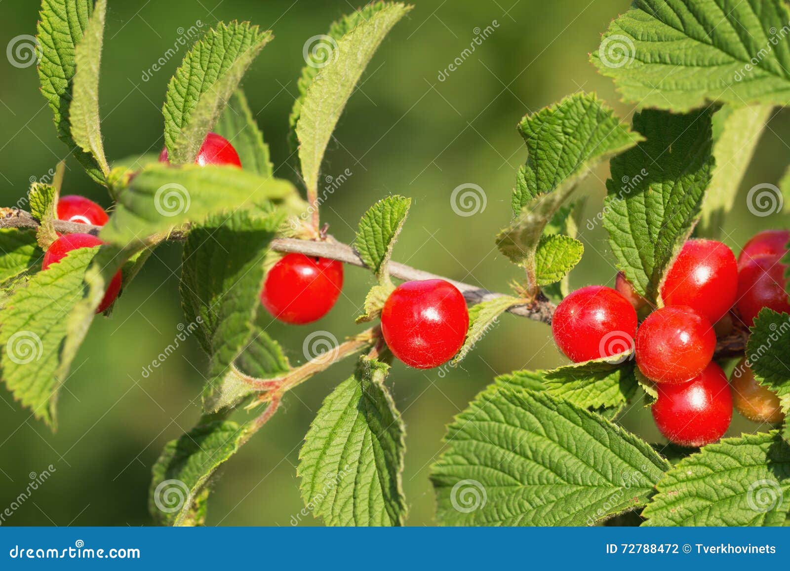 Nanking Cherry Prunus Tomentosa, Korean Cherry, Manchu Cherry, Downy ...
