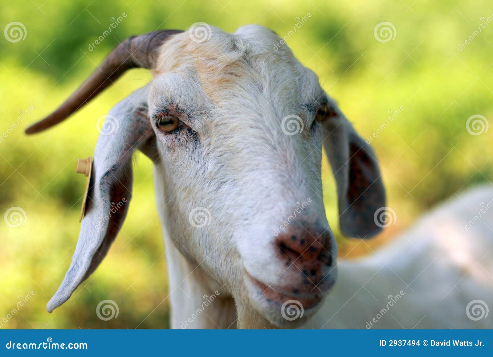 Nannie Goat stock photo. Image of weed, meat, farm, adult - 2937494