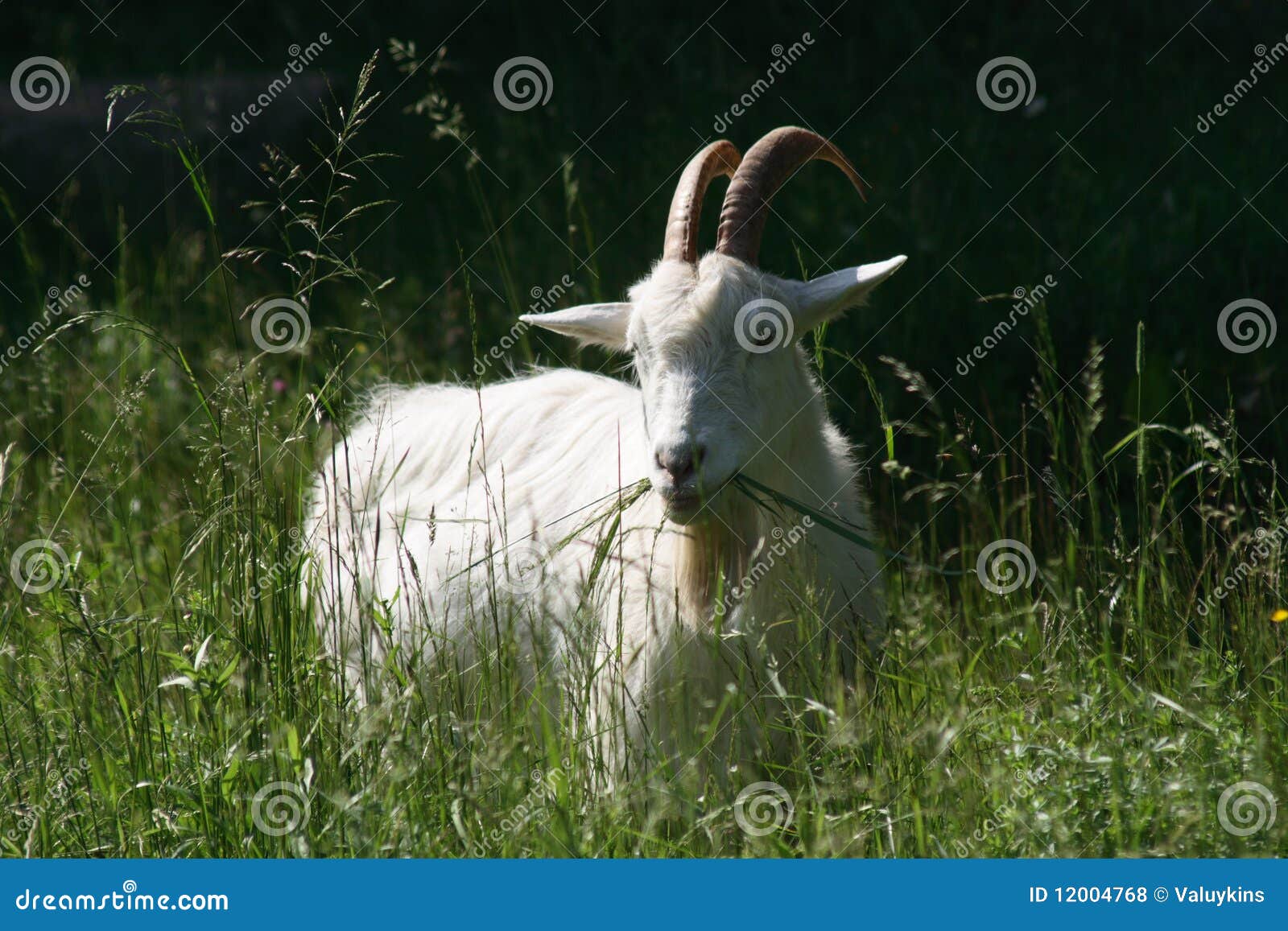 Nanny-goat stock photo. Image of field, nanny, summer - 12004768