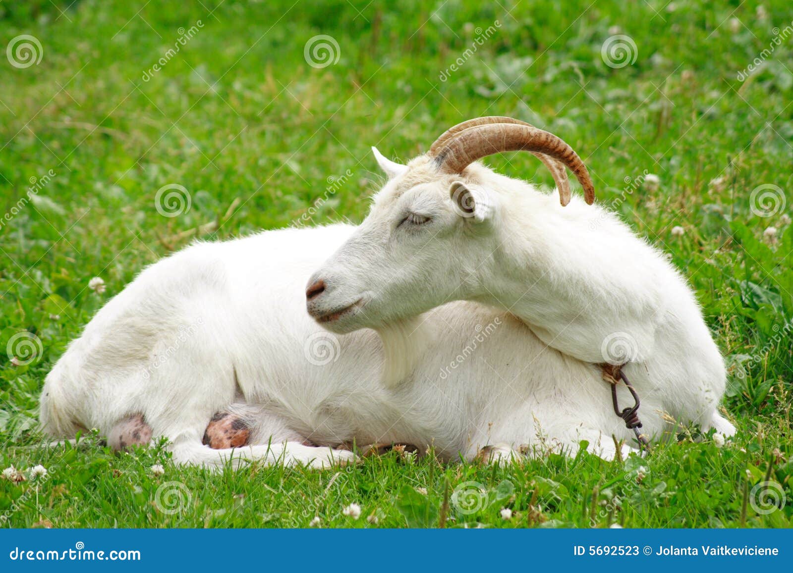 Nanny goat stock image. Image of farm, fauna, horned, female - 5692523