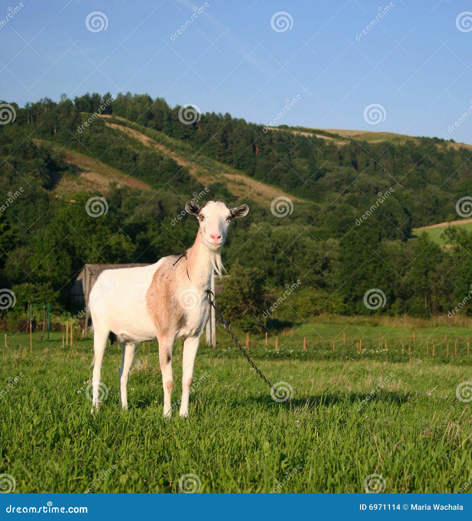 Nanny Goat stock photo. Image of outdoors, meadow, landscape - 6971114