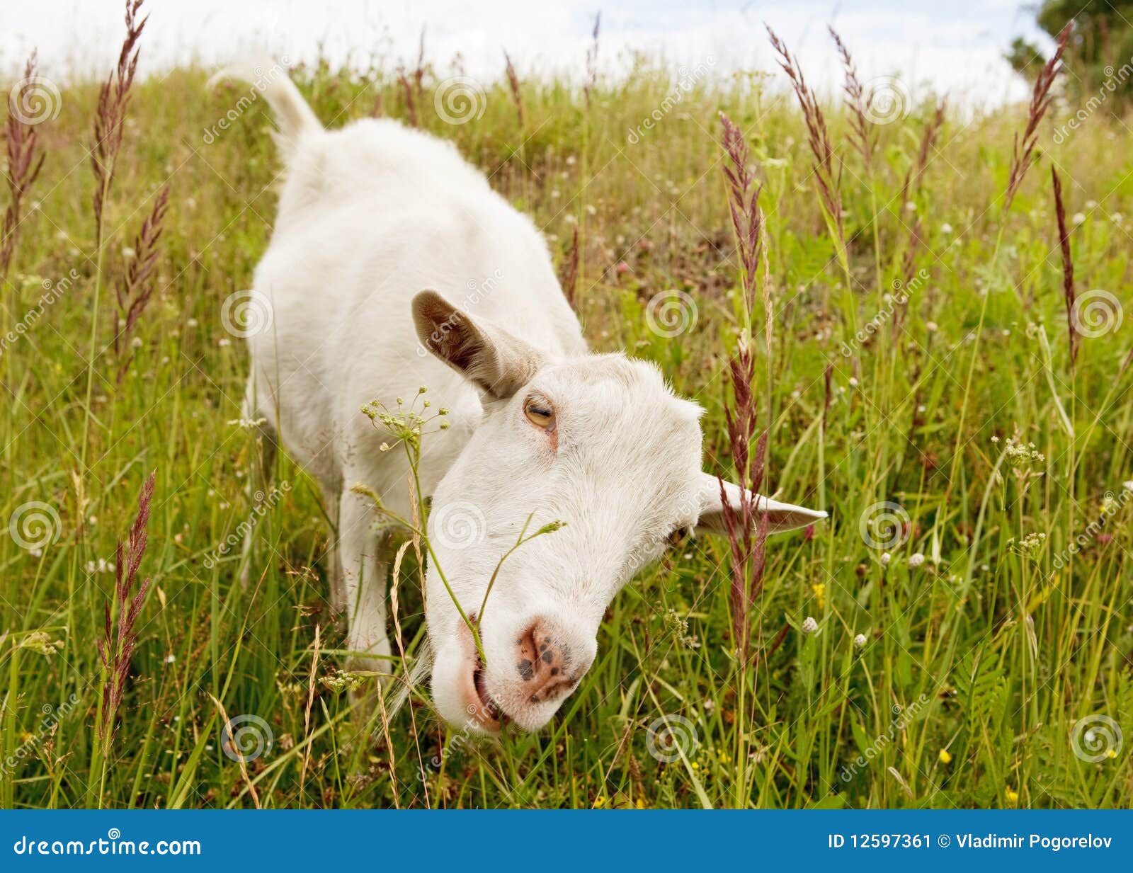 Goat Eating Grass Stock Image | CartoonDealer.com #76307119