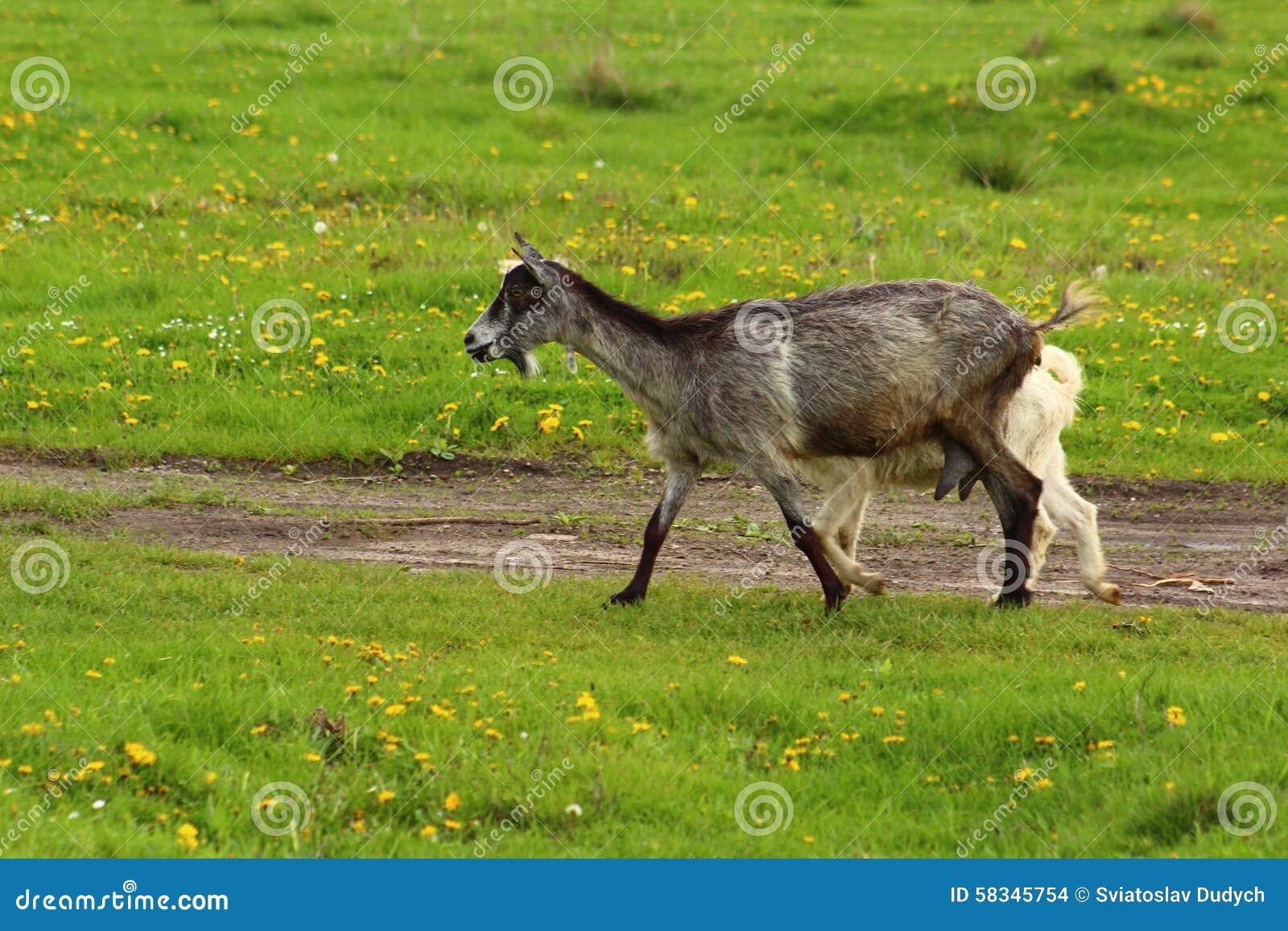 The goat in the field stock photo. Image of village, pats - 58345754
