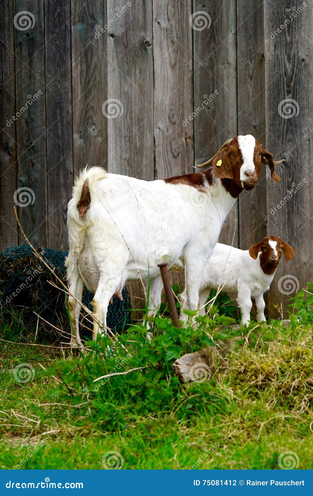 Nanny goat and her child stock photo. Image of goat, white - 75081412