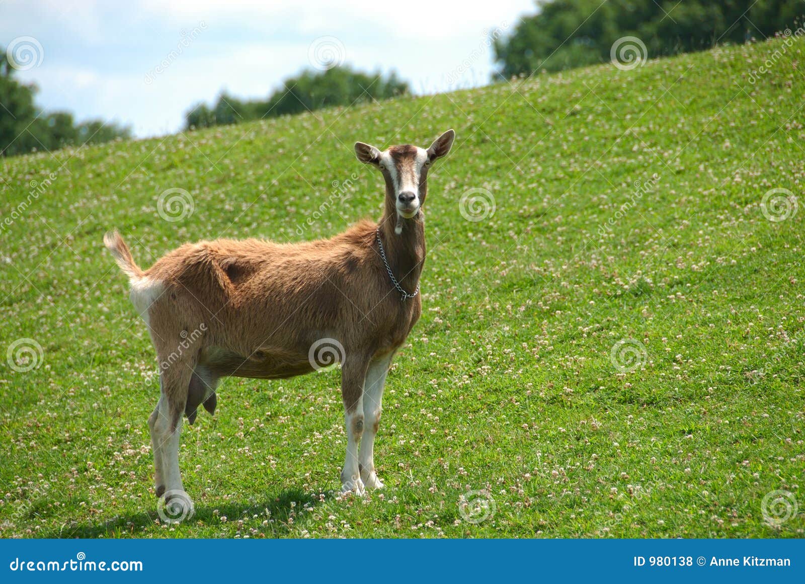Nanny Goat on the Hillside stock photo. Image of slope - 980138
