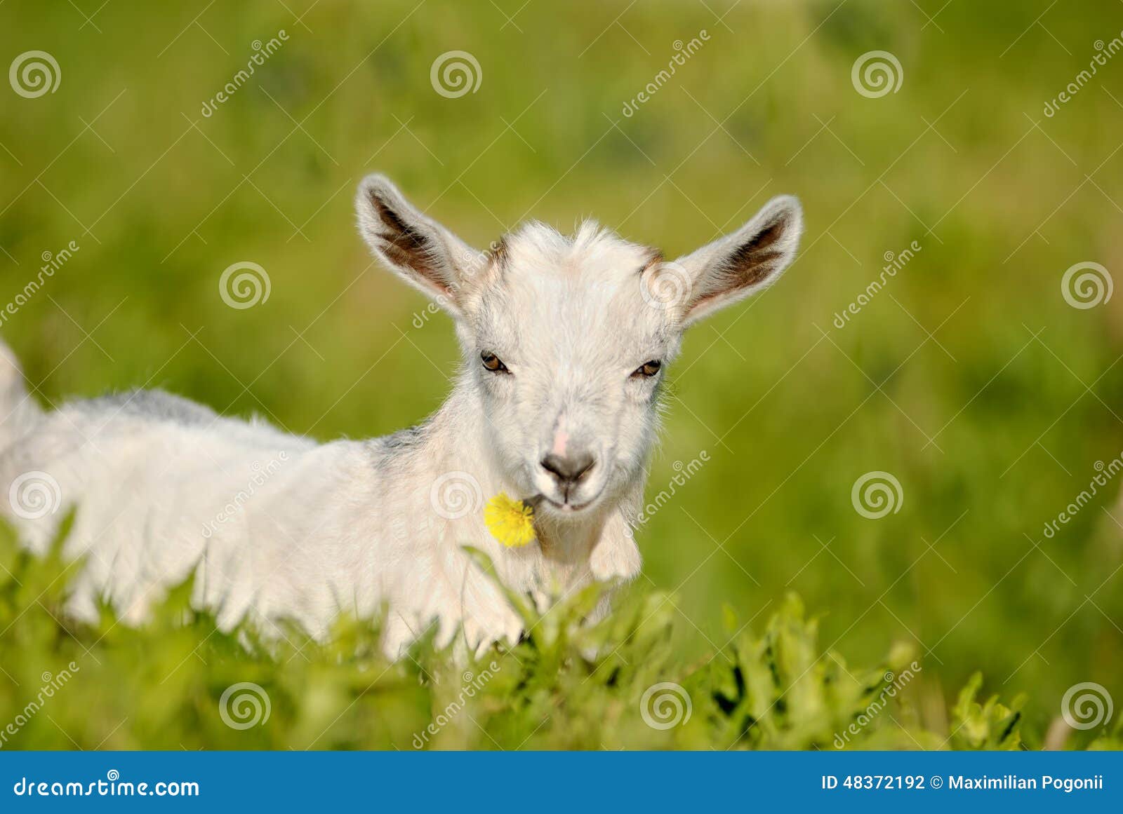 Nanny she Goat, Kid with Flower in Its Mouth Stock Photo - Image of ...