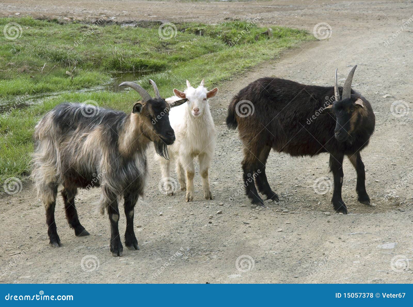 Nanny goats stock photo. Image of nanny, farmyard, innocence - 15057378