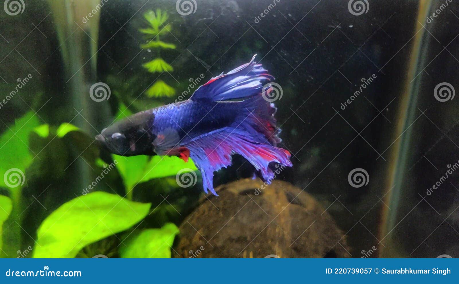 Nano Planted Aquarium with Beautiful Blue-black and Red Betta Fish ...