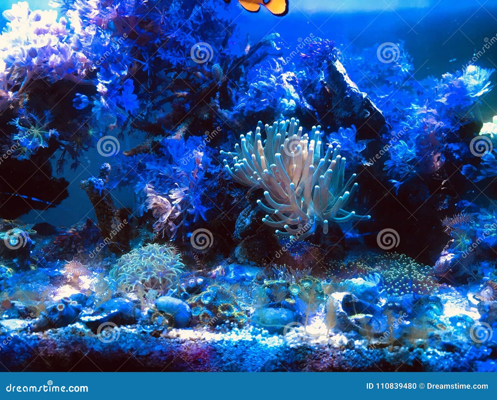 Nano reef stock photo. Image of tank, nano, coral, fish - 110839480