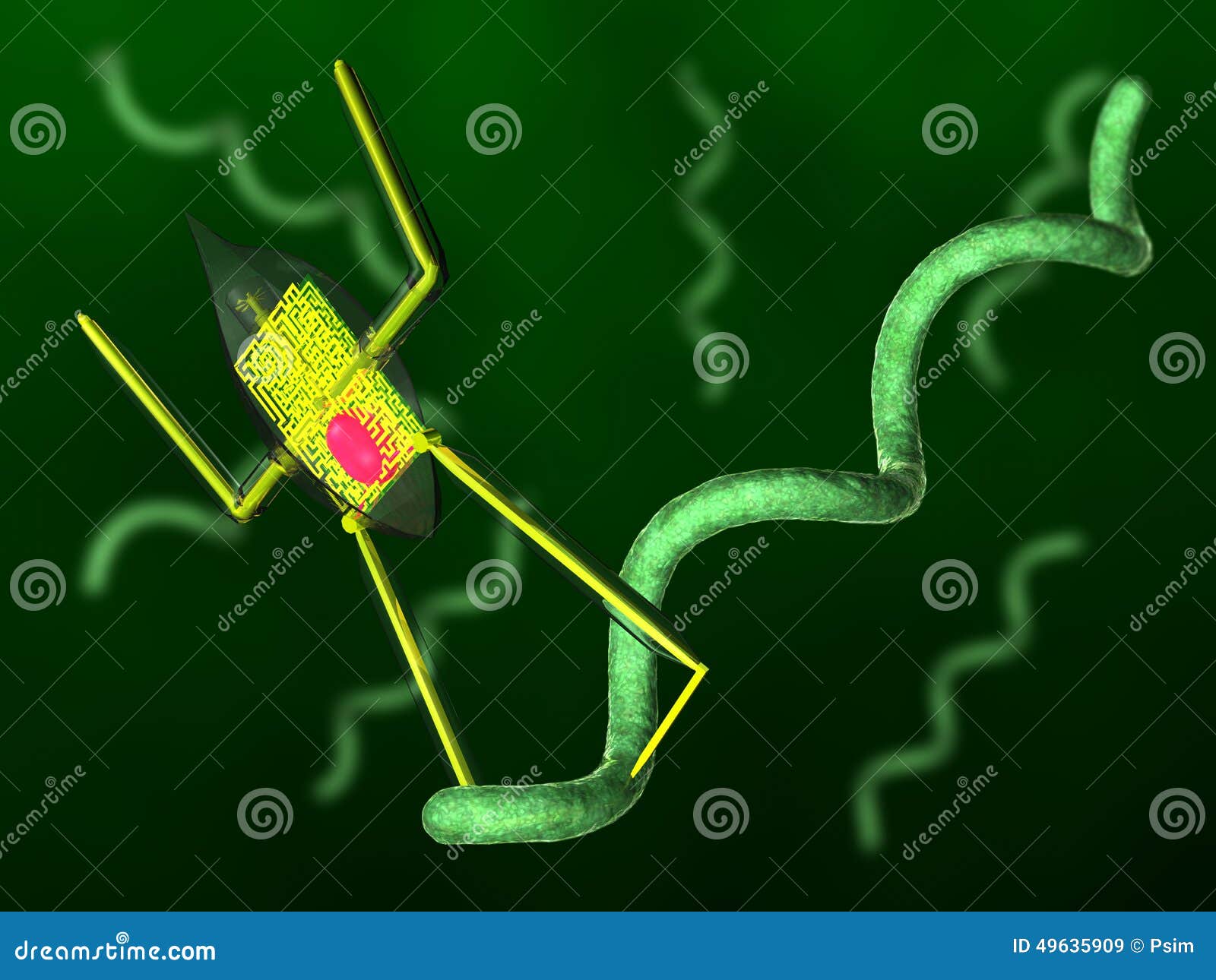 Spirillum. Bacteria Classification. Spiral Shapes Of Bacteria ...