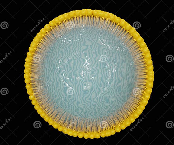 Nanoemulsions As Nanoparticles with Solid Lipids Nanoparticle Outer ...