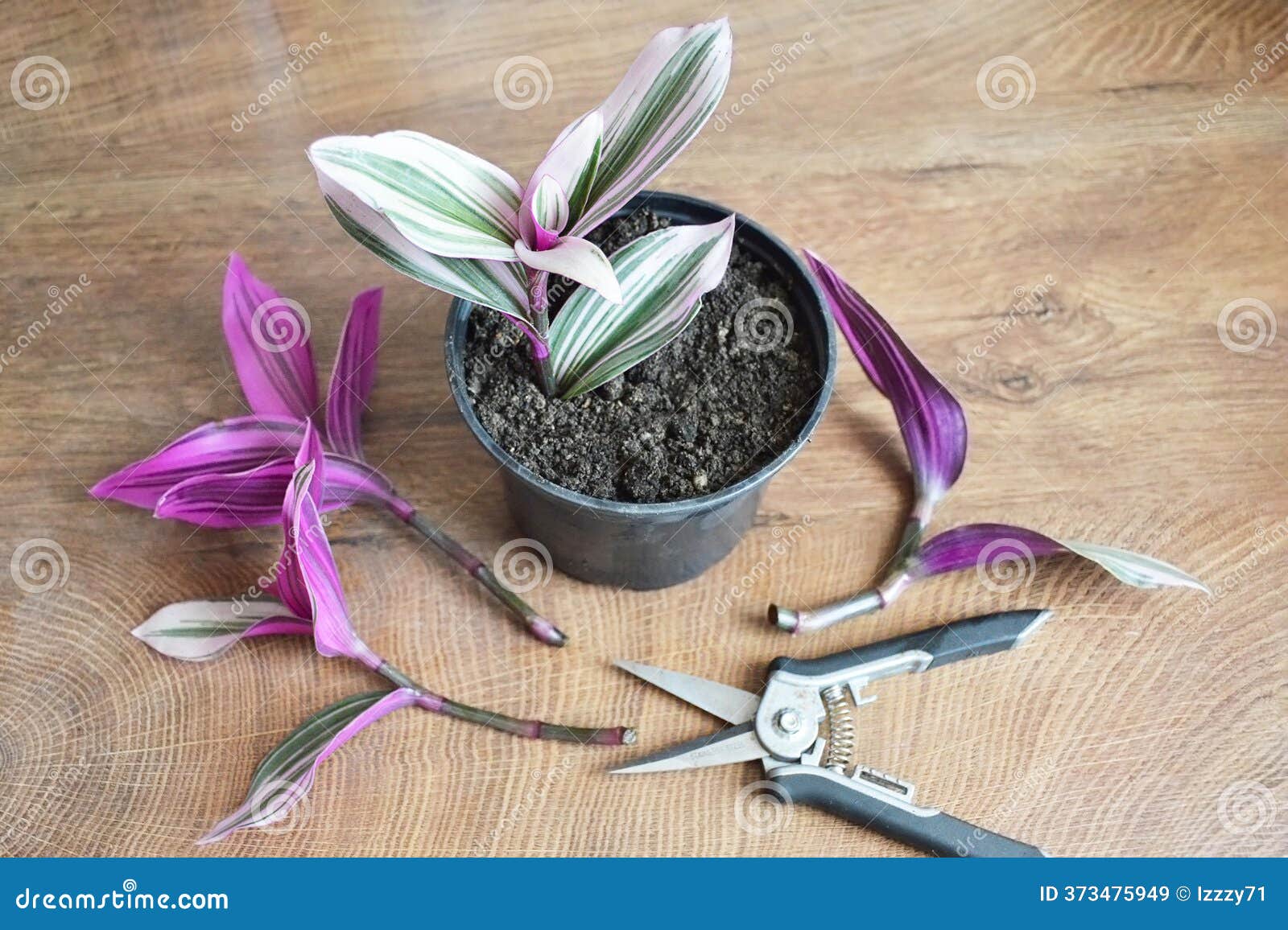 Stem Cutting, Grafting, Hardwood Cutting, Or Softwood Cutting Tree For ...