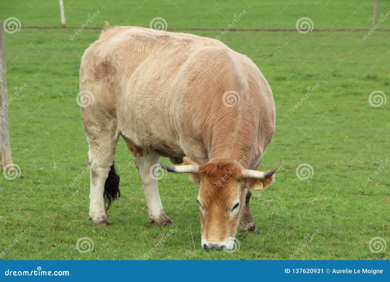 Nantaise cow in a field stock image. Image of livestock - 137620931