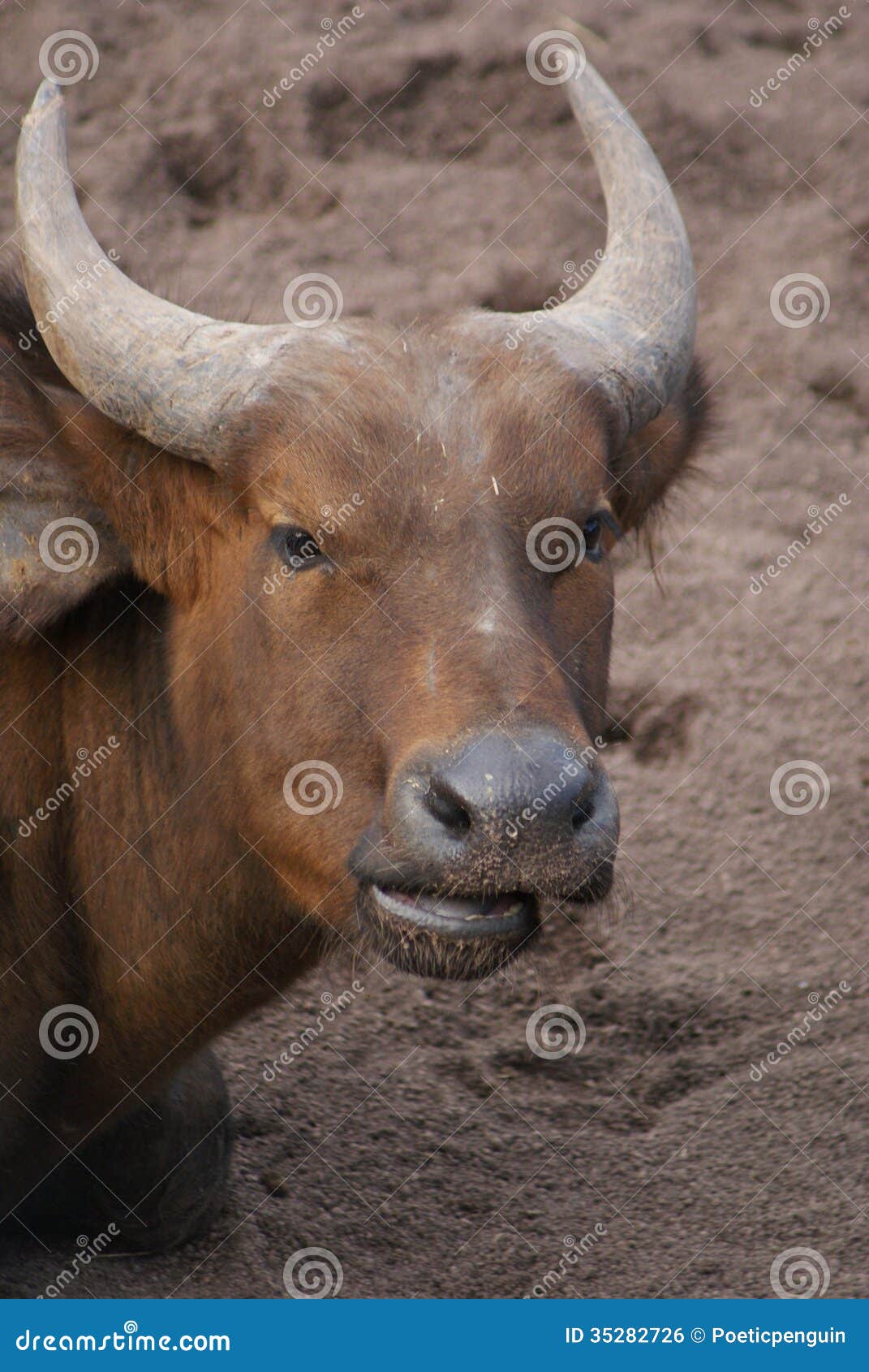 Nanus De Caffer D'Africain Forest Buffalo - De Syncerus Photo stock ...