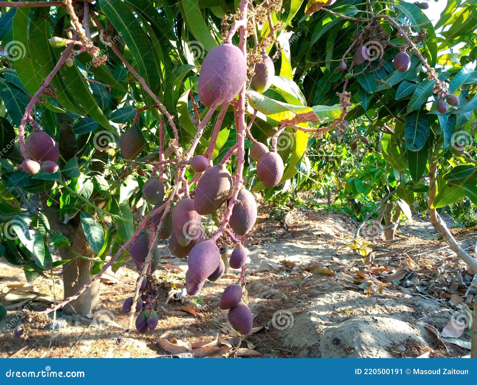 Small Naomi Mango Fruit Variety On A Mango Tree Royalty-Free Stock ...