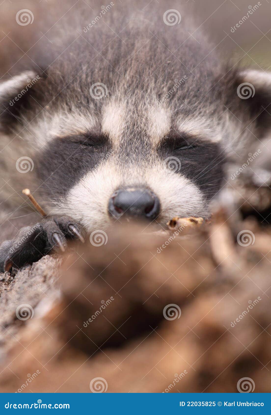 Nap stock image. Image of summer, mammal, sleeping, nature - 22035825