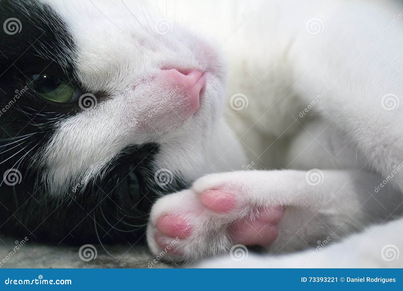 Nap cat. stock image. Image of sleeping, animals, peace - 73393221