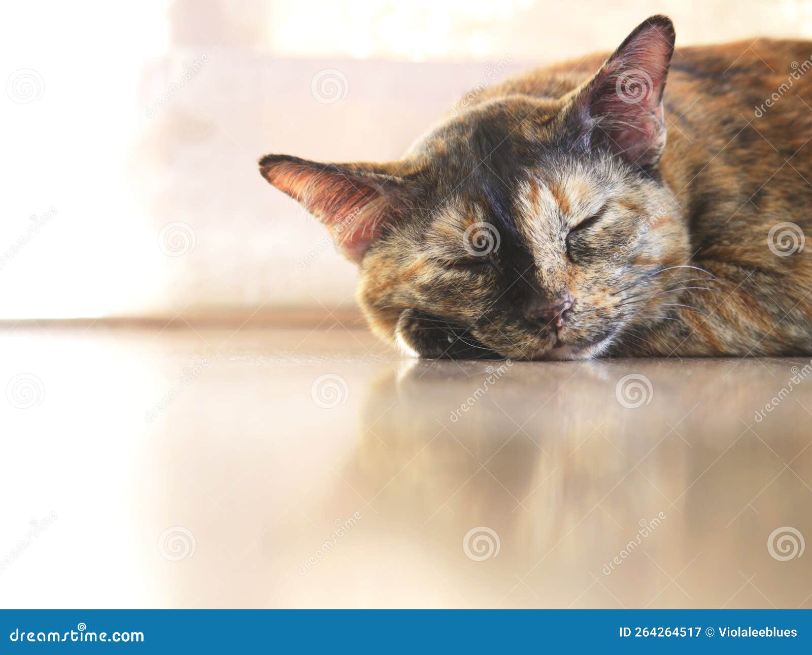 Nap cat stock image. Image of sleeping, sleep, relax - 264264517
