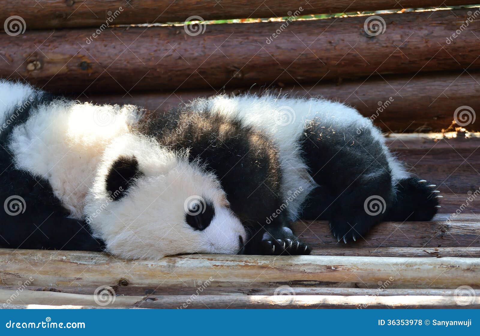 The nap of panda stock photo. Image of properties, rare - 36353978