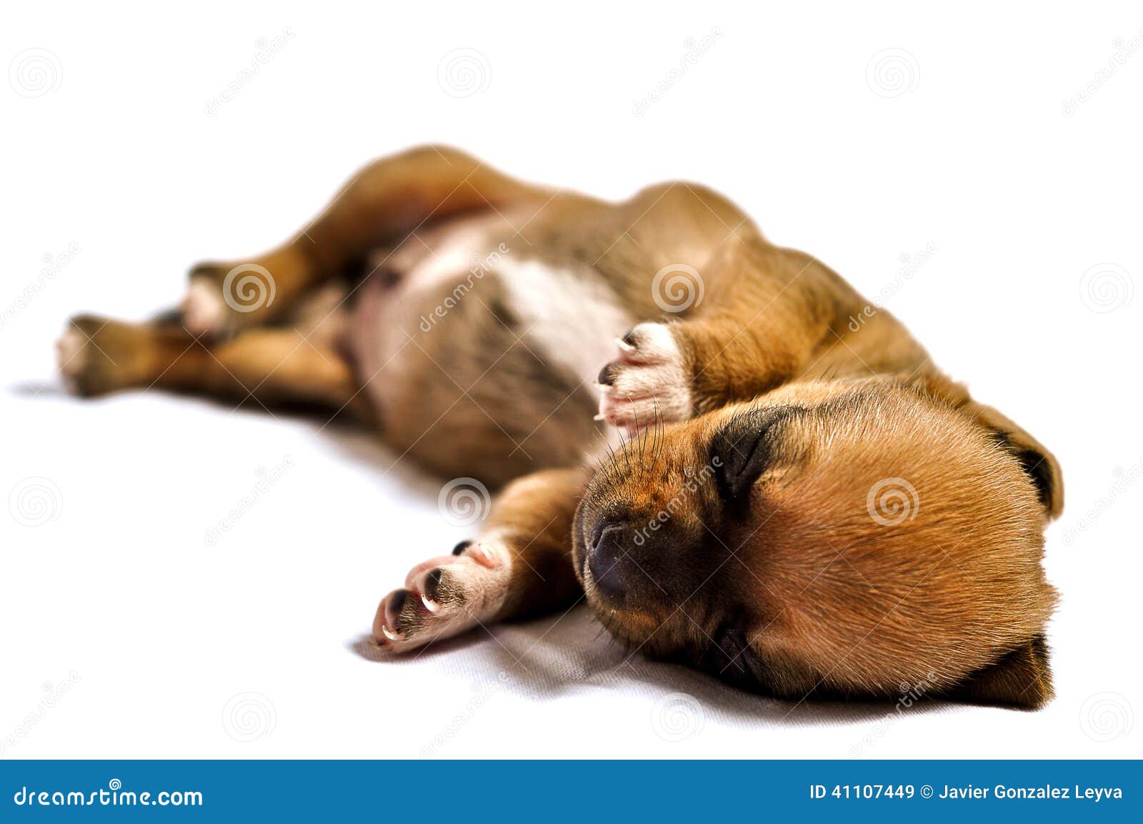 Nap puppy stock image. Image of cute, innocence, puppy - 41107449