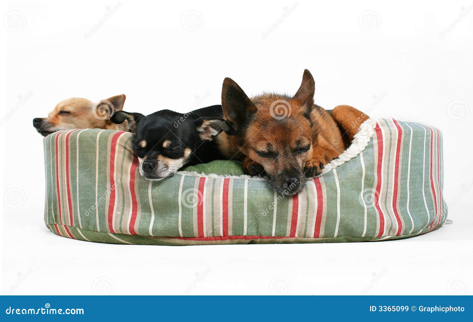 Nap time stock image. Image of terrier, furry, friends - 3365099