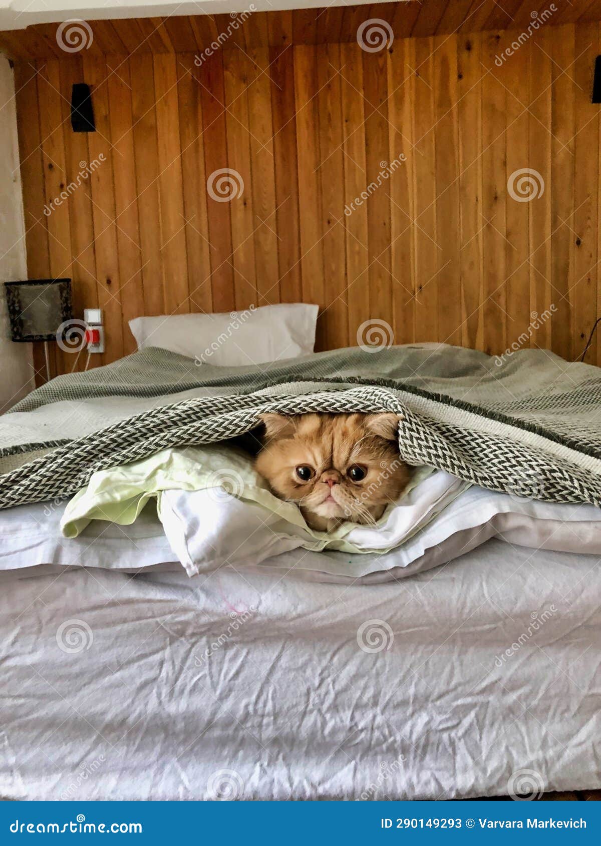 Nap time stock image. Image of curious, mammal, room - 290149293