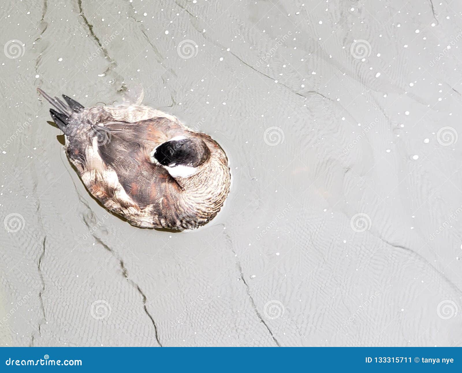 Nap time stock image. Image of taking, duck, time, bluebill - 133315711