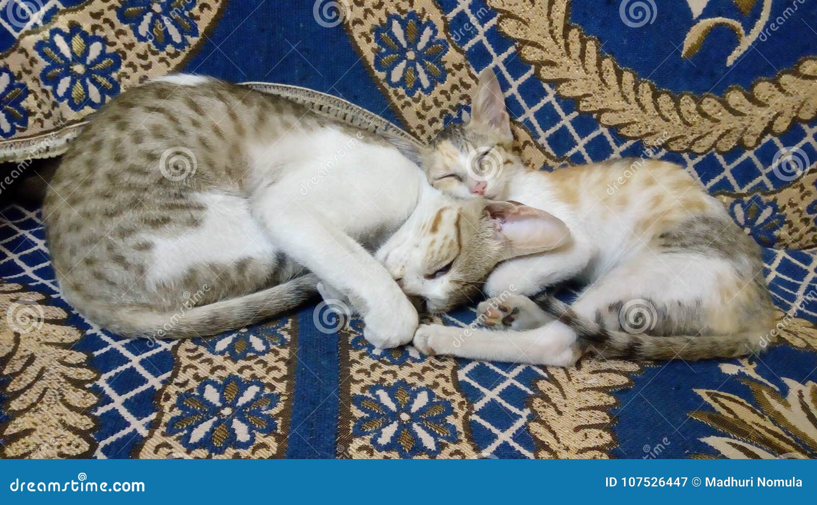 Nap time.. stock image. Image of taking, time, cats - 107526447