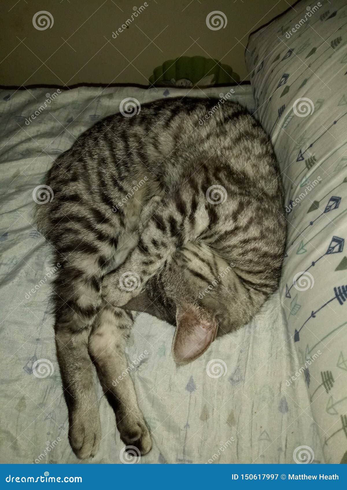 Nap Time stock image. Image of cats, pets, time, kittens - 150617997