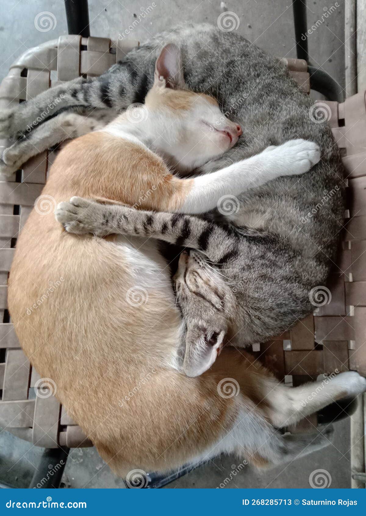 Nap time stock image. Image of playing, tired, noon - 268285713