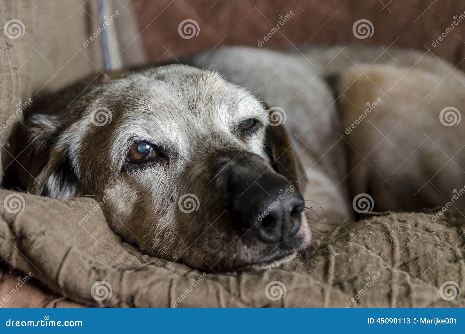 Nap time stock image. Image of sleep, grey, senior, taking - 45090113