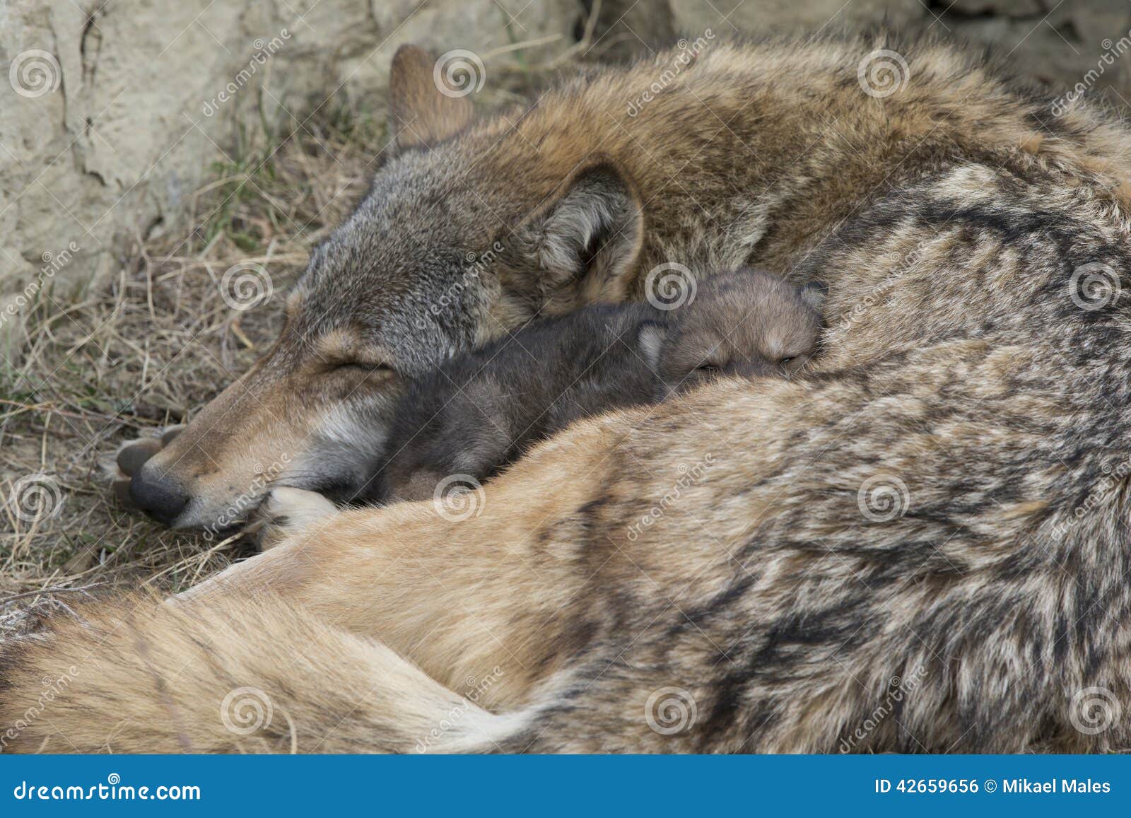 Nap Time with Timber Wolf and Pup Stock Photo - Image of cute ...