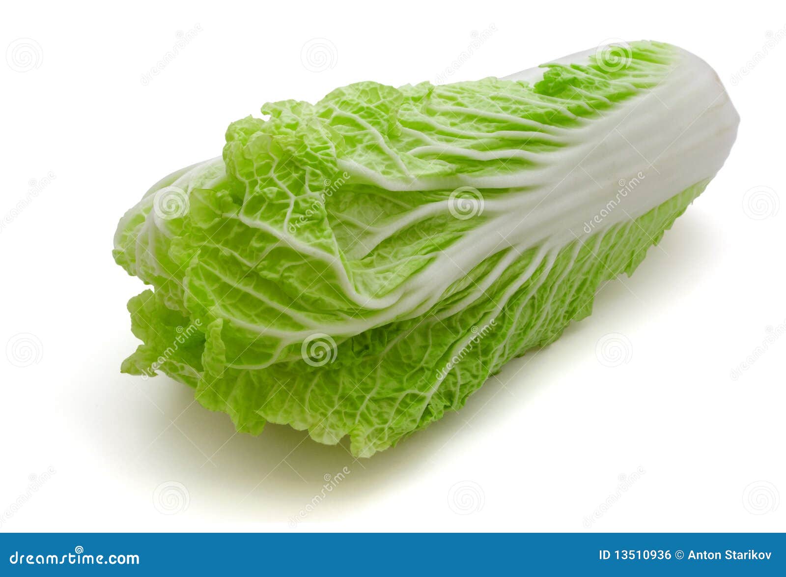 Napa cabbage stock photo. Image of length, plant, nature - 13510936