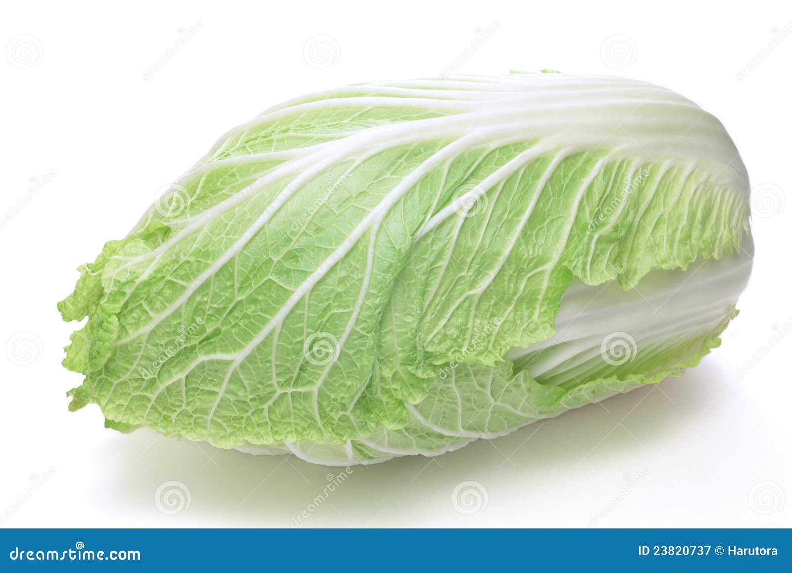 Napa Cabbage, Celery Cabbage, Brassica Rapa Subsp Pekinensis Royalty ...