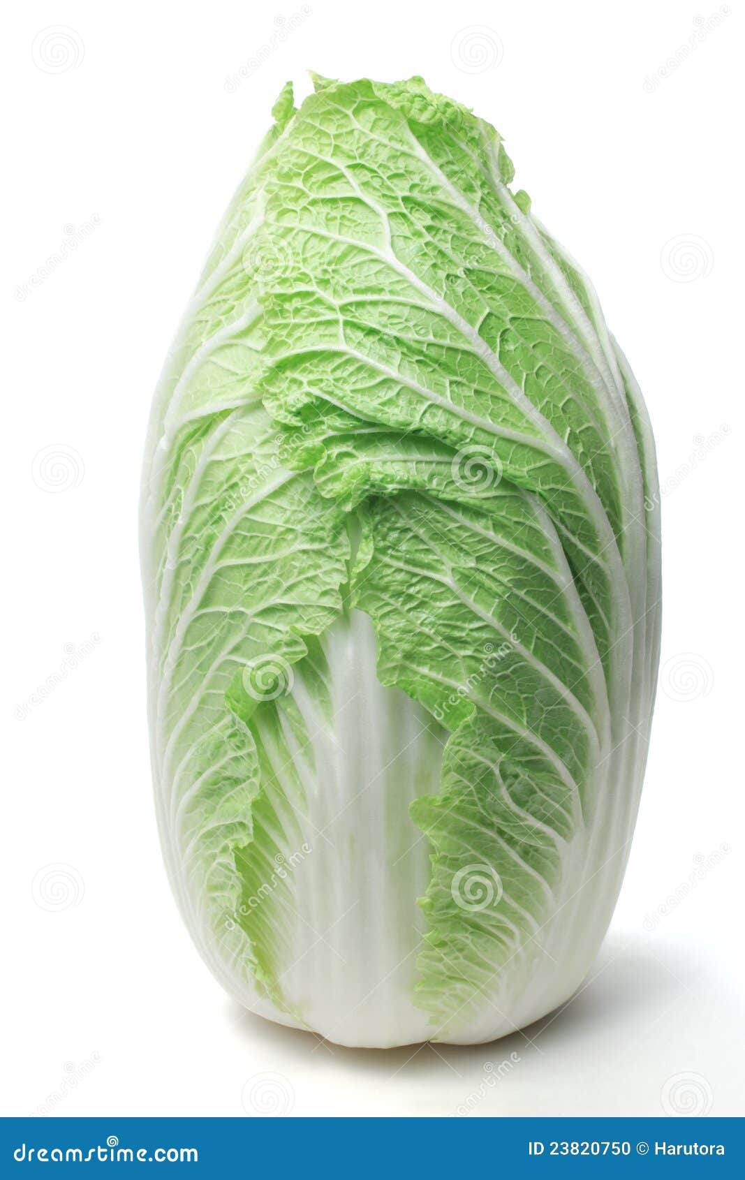 Napa cabbage stock photo. Image of health, vegetable - 23820750