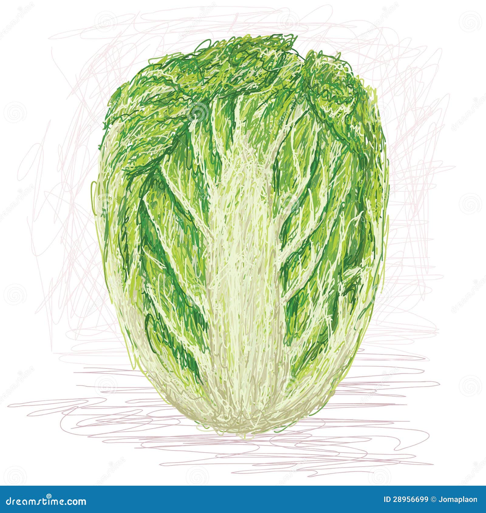 Napa cabbage stock illustration. Illustration of plant - 28956699