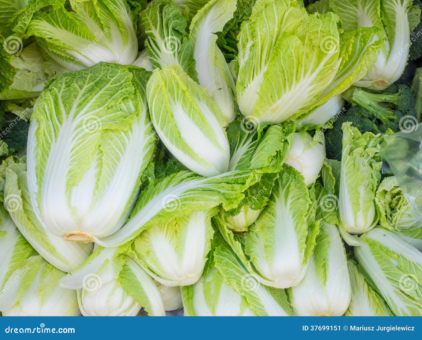 Napa cabbage stock image. Image of natural, vegetable - 37699151