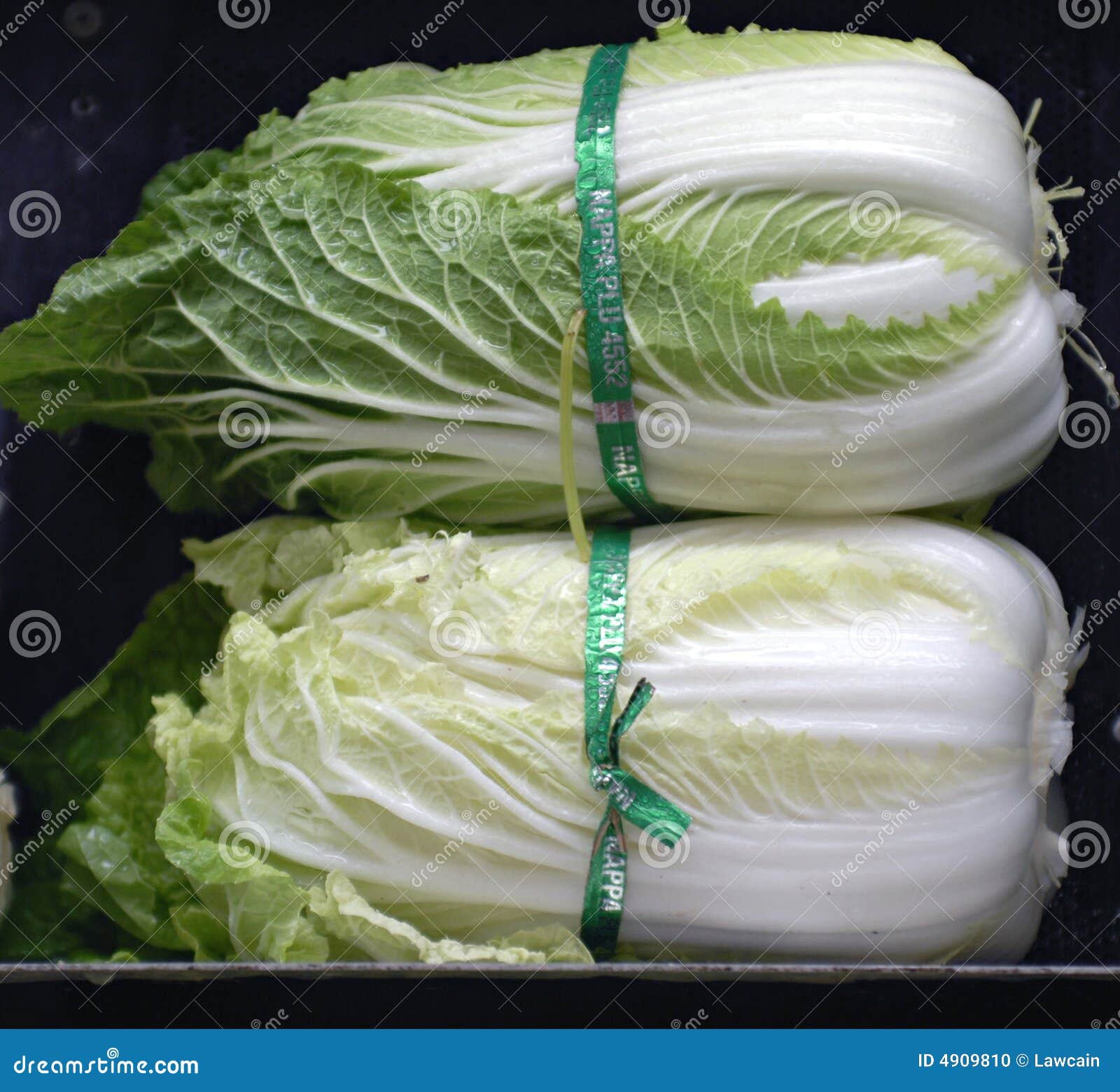 Napa Cabbage, Celery Cabbage, Brassica Rapa Subsp Pekinensis Royalty ...