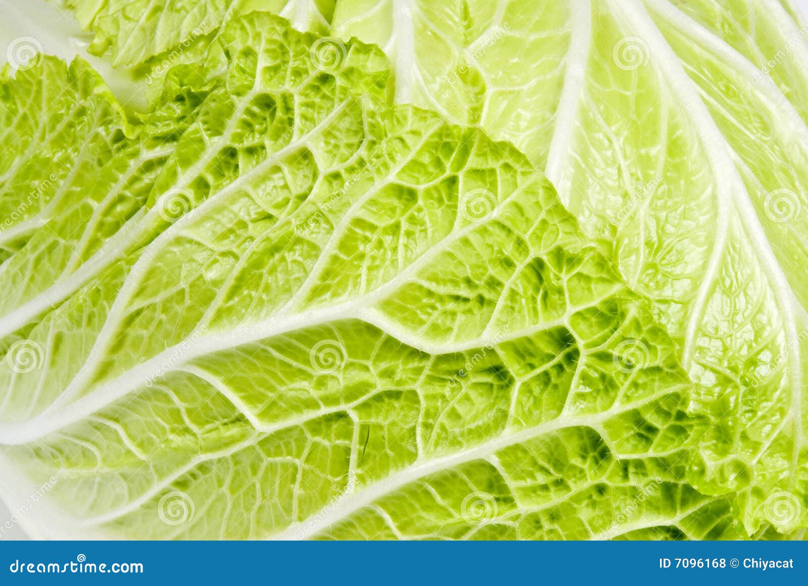 Napa Cabbage stock photo. Image of leaves, closeup, napa - 7096168
