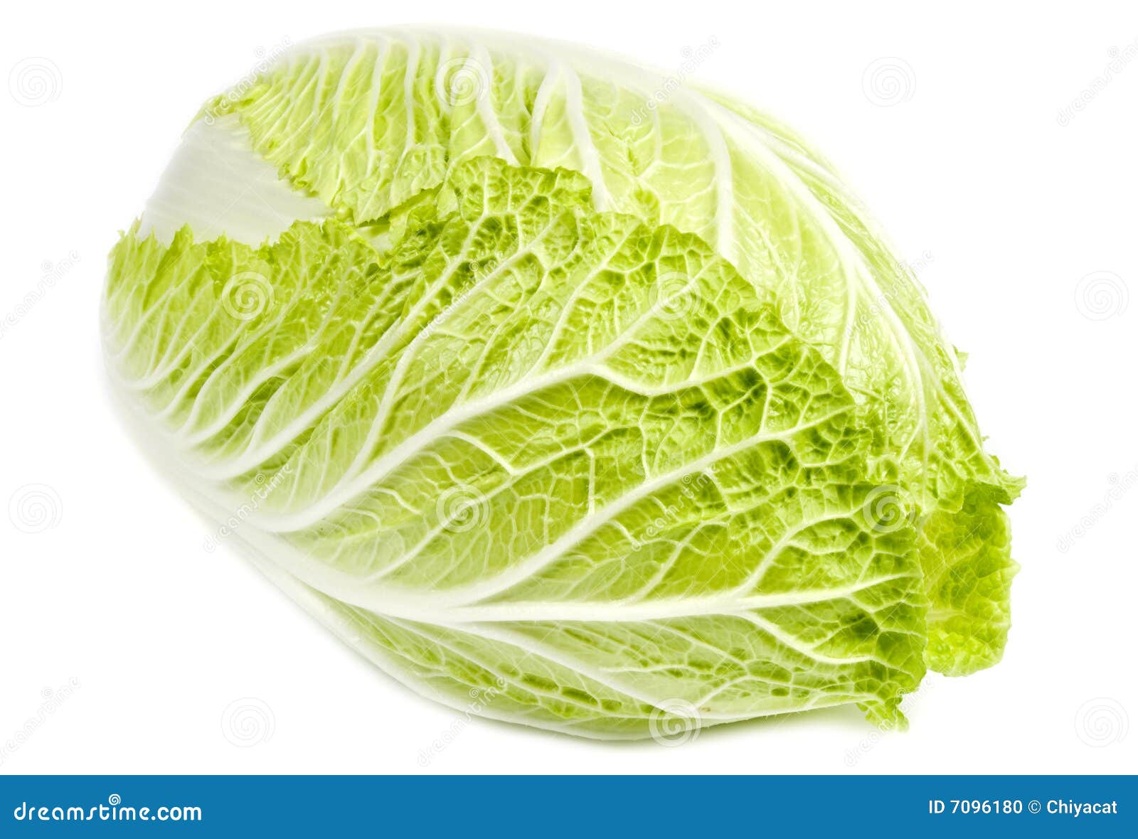 Napa Cabbage, Celery Cabbage, Brassica Rapa Subsp Pekinensis Royalty ...