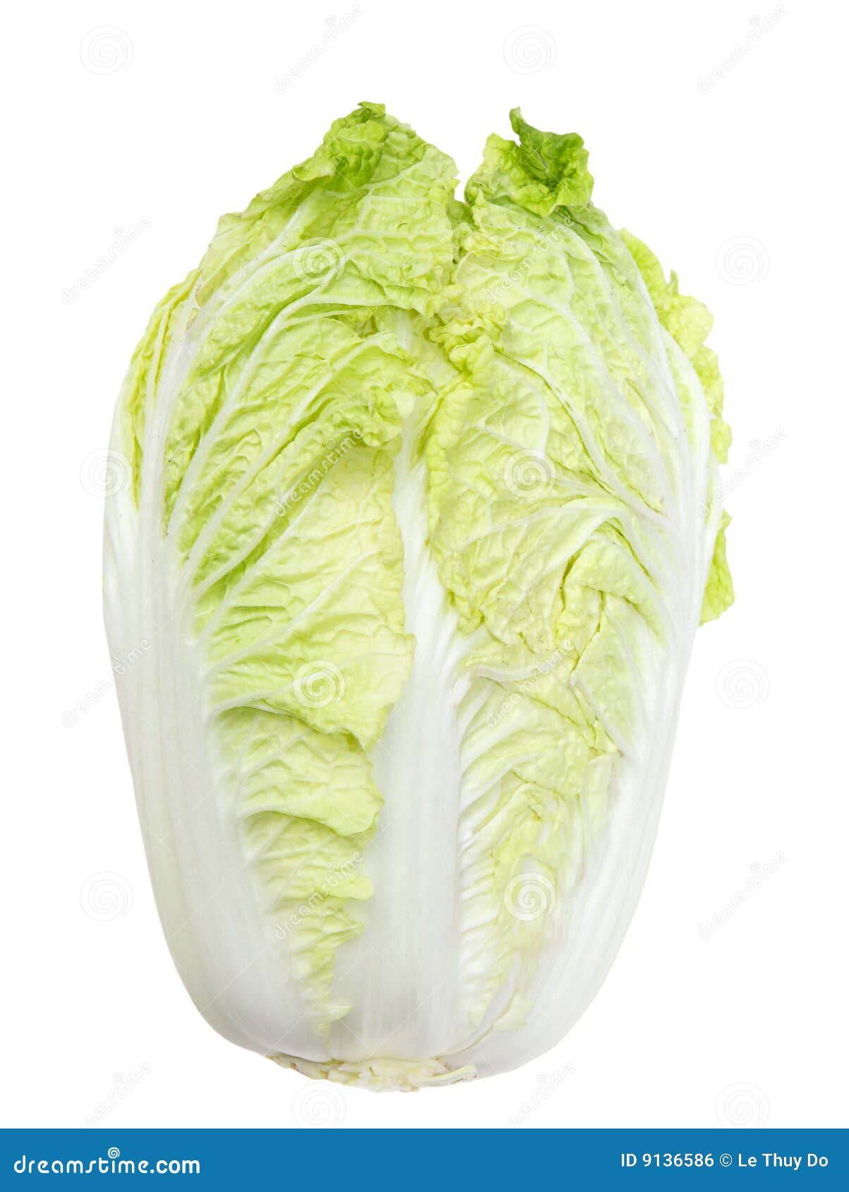 Napa Cabbage, Celery Cabbage, Brassica Rapa Subsp Pekinensis Royalty ...