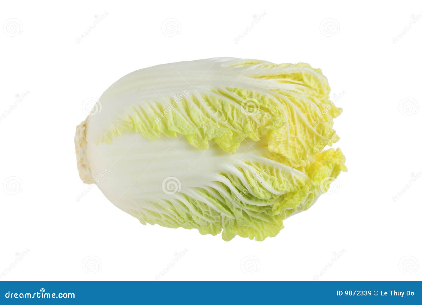 Napa Cabbage, Celery Cabbage, Brassica Rapa Subsp Pekinensis Royalty ...