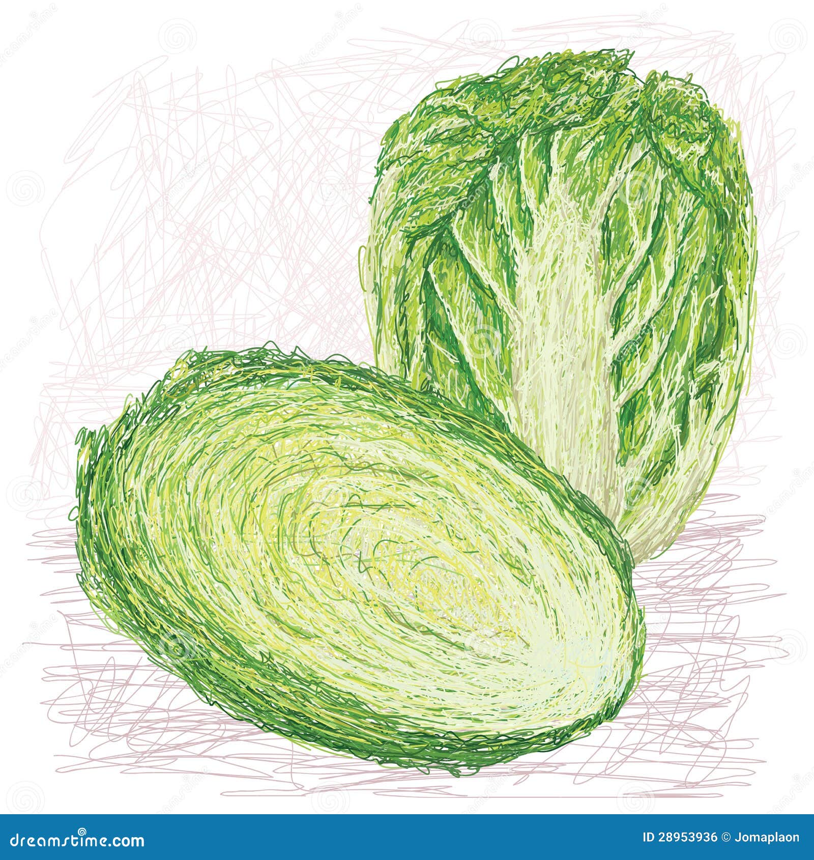 Napa Cabbage with Cross Section Stock Vector - Illustration of green ...